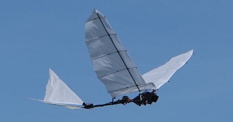 A Robotic Bird That Actually Flies | Mecharithm